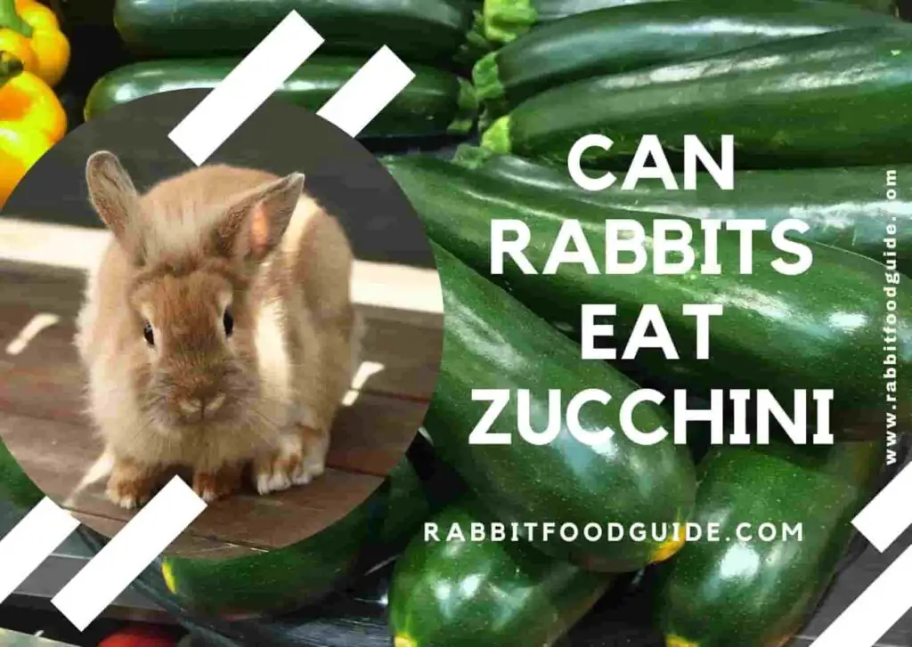 CAN RABBITS EAT CHERRIES? Recommended Full Guide For Rabbits