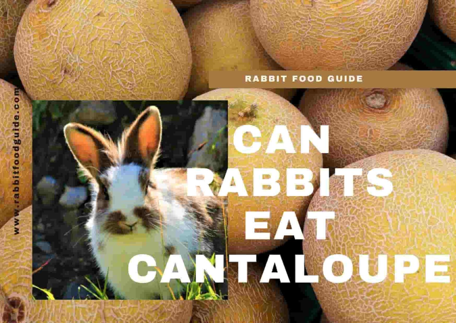 Can Rabbits Eat Carrots? Everything Rabbit Owners Need to Know for a ...