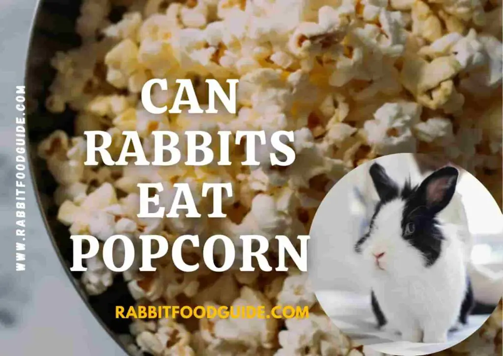 Can Rabbits eat popcorn? Complete Health Guide & Issues