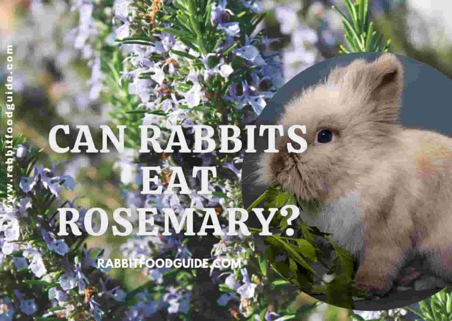 Can Rabbits Eat Rosemary? Benefits, Safety, Issues & Extra Preparation ...