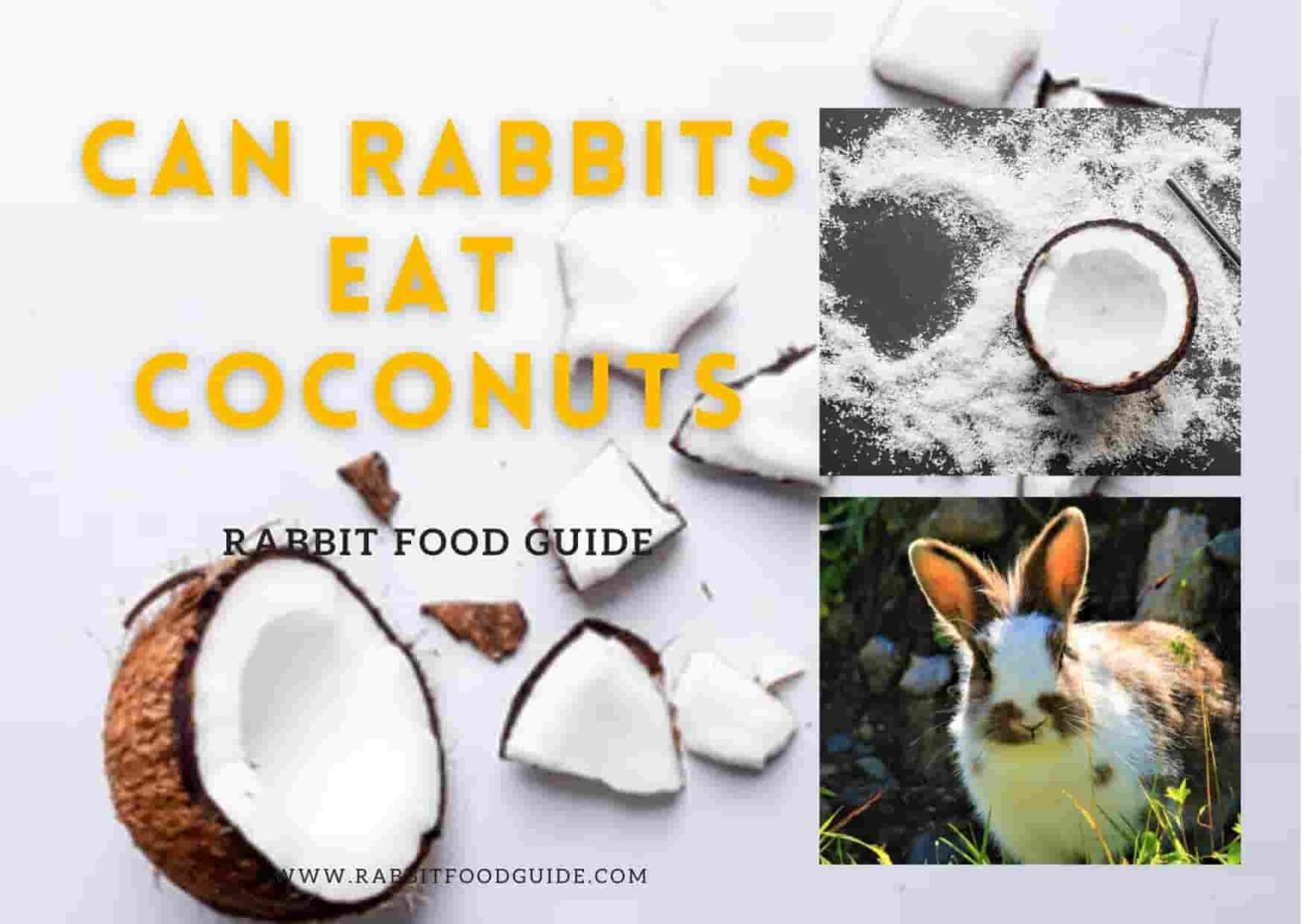 Can rabbits eat paper or cardboard? All The Thing You should Know