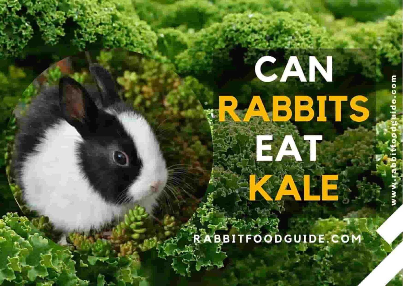 Do Rabbits Eat Grass? Expert Guide