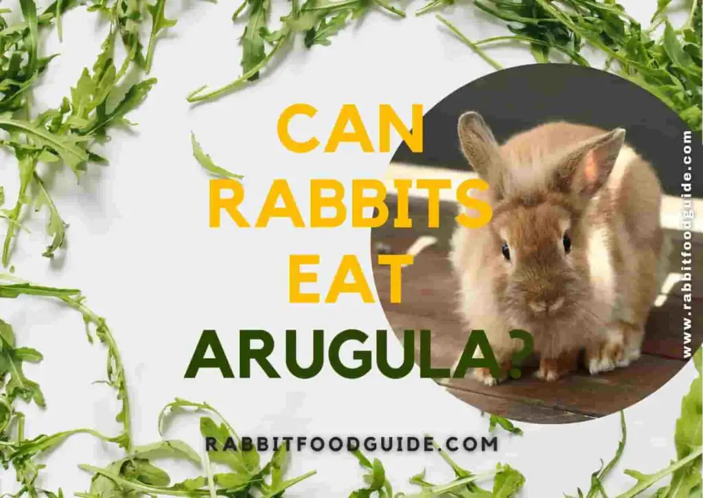 Can Rabbits Eat Roses? The Best Guide We Should Know - Rabbit food guide