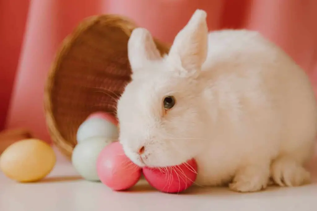 Can rabbits eat Chocolate? Risk, Issues, Symptoms & Complete Guide