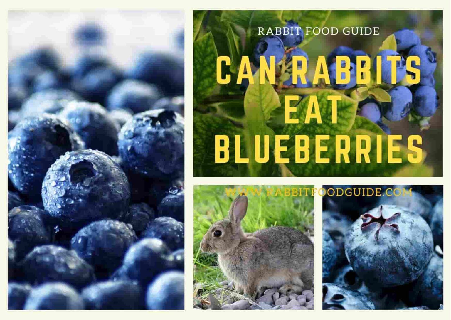 Can Rabbits Eat Blueberries? 100% Recommended Complete Full Guide ...