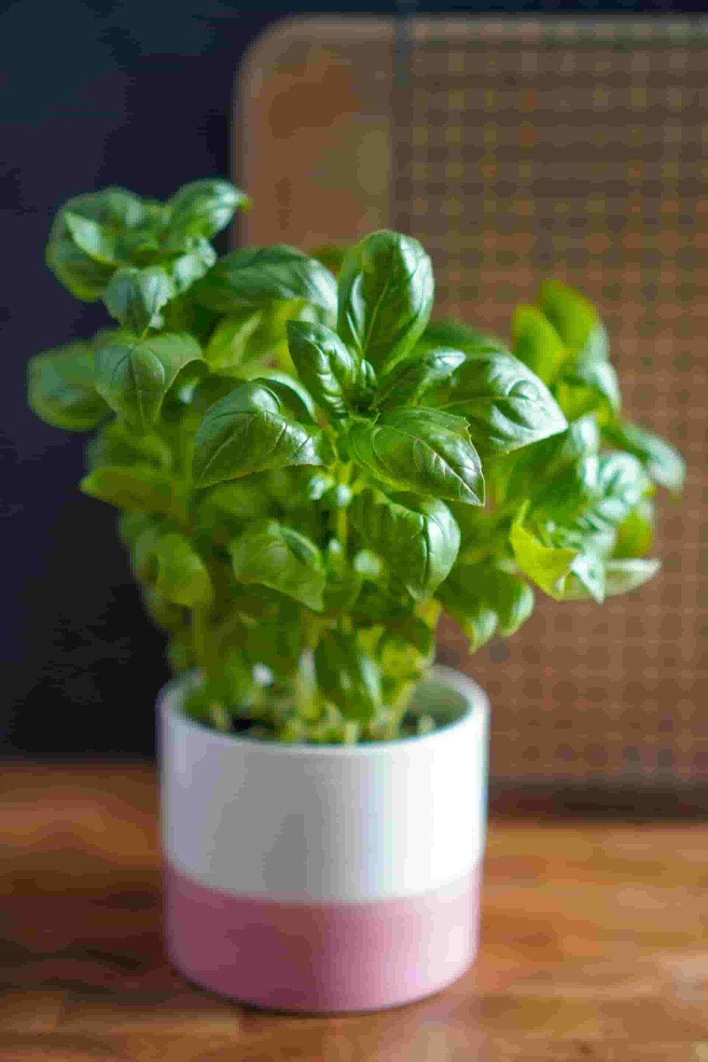 Can Rabbits Eat Basil? Proper Guide & Things We Should Know