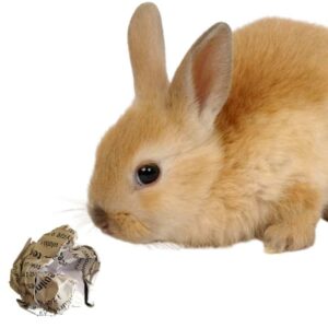 Can rabbits eat paper or cardboard? All The Thing You should Know