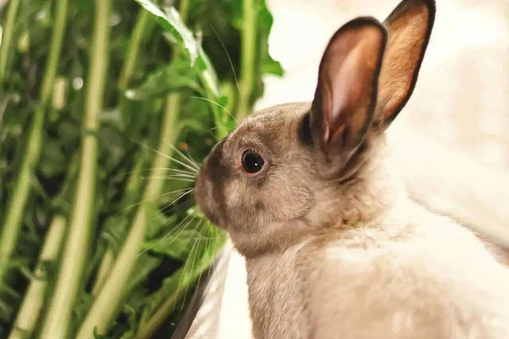 Can Rabbits Eat Pandan? Rabbit Expert Guide