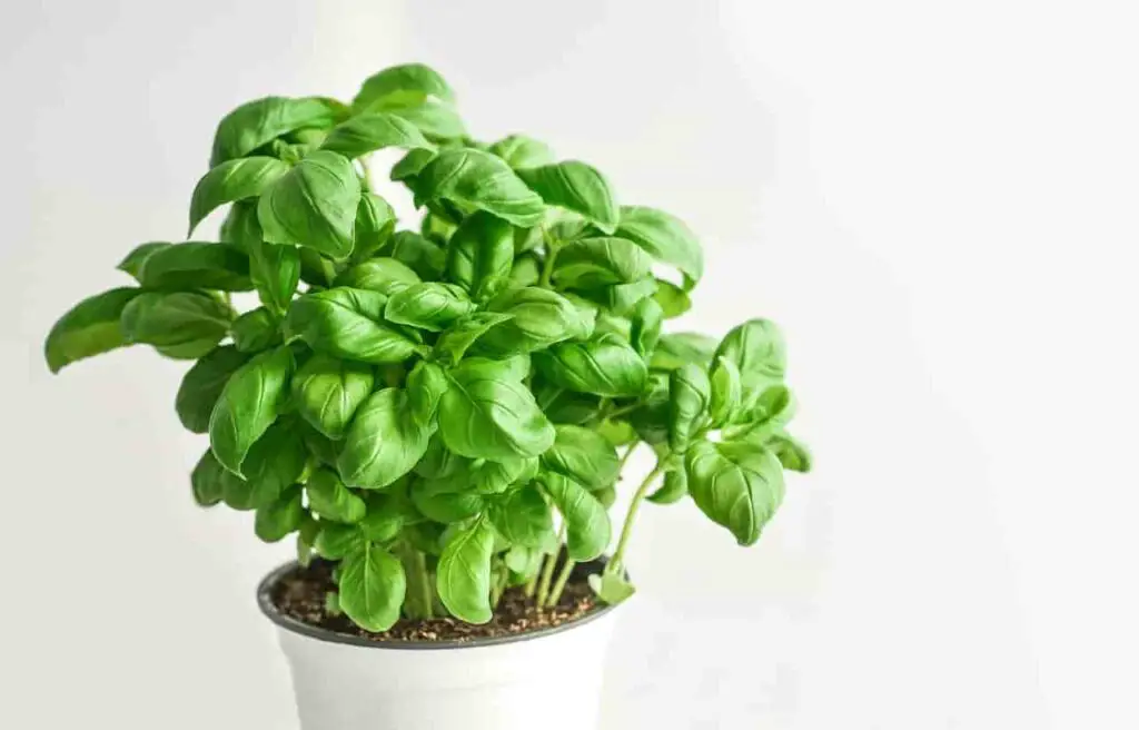 Can Rabbits Eat Basil? Proper Guide & Things We Should Know