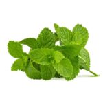 Can Rabbits Eat Mint?Recommend In-Depth Full Guide