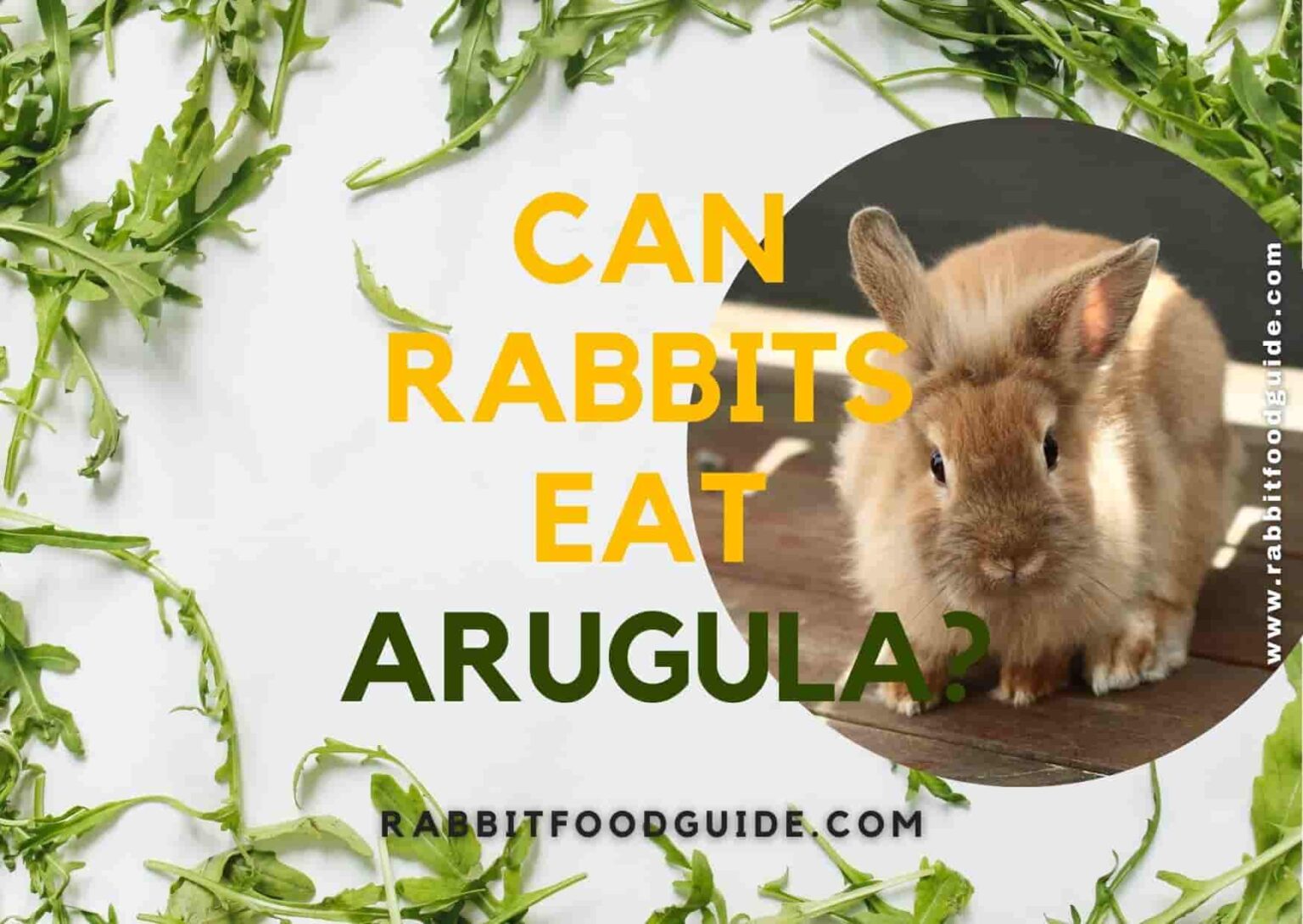 Can Rabbits Eat Arugula(Rocket)? Best Guide We Should Know