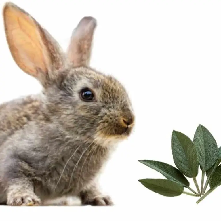 Can Rabbits Eat Sage? Proper Guide & Things We Should Know