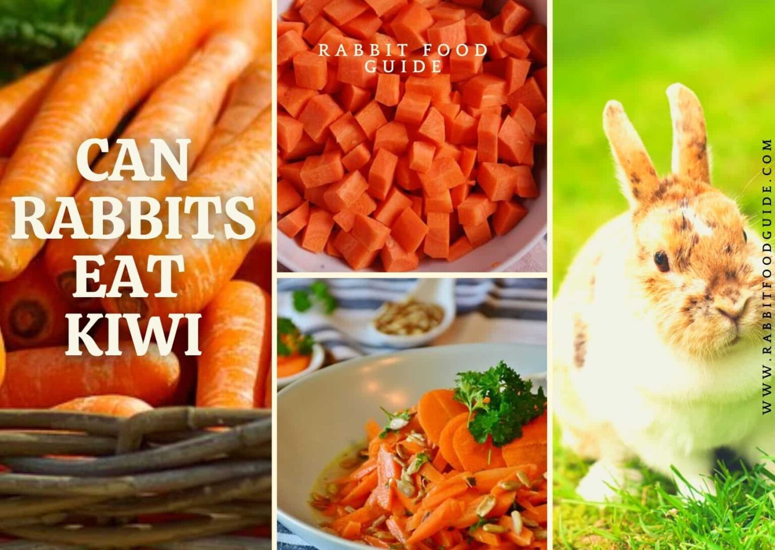 Can Rabbits Eat Carrots? Everything You Need to Know - Rabbit food guide