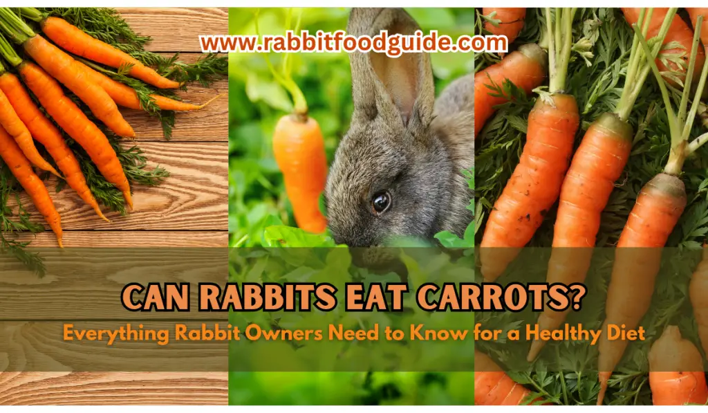 Can Rabbits Eat Carrots? Everything Rabbit Owners Need to Know for a ...