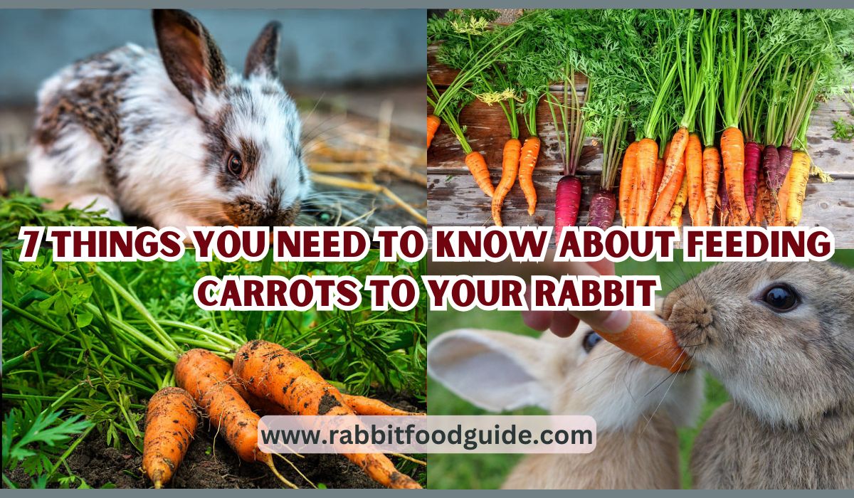 Can Rabbits Eat Carrots? Everything Rabbit Owners Need to Know for a ...